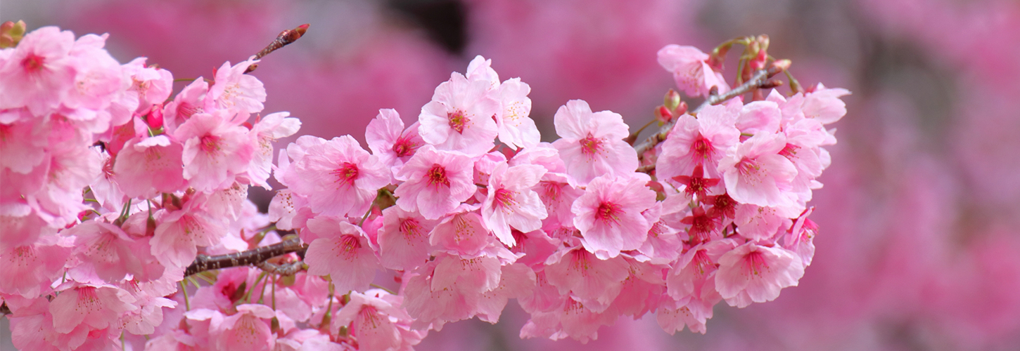 就職・入学祝のプレゼントに！記憶に残る、香りのプレゼント6選 | VANACCI公式サイト